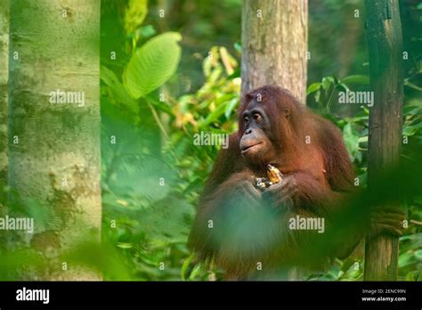 Orangutan Orang Utan In His Natural Environment In The Rainforest On