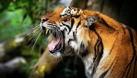 Sumatran Tiger Roar Critically Endangered Species With Only Around 140