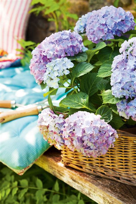 Plantas Sin Flores Con Sus Nombres