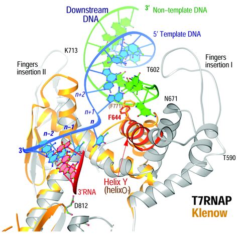 Structural Basis For The Transition From Initiation To Elongation