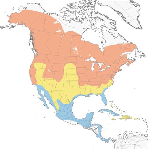 Tree Swallow Shadetreeimaging