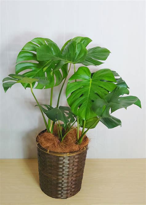 大阪梅田・心斎橋の花屋biotop ビオトープ 観葉植物 モンステラ 8号鉢