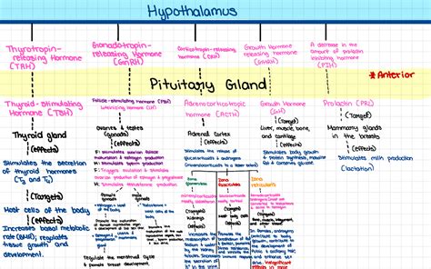 Hormones Concept Maps Hypothalamus I A Decrease In The Thyrotropin