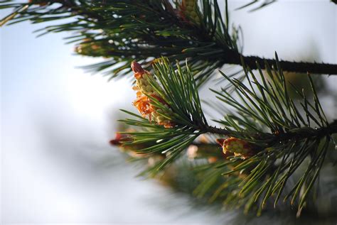 Pine Branch Cone Free Photo On Pixabay Pixabay