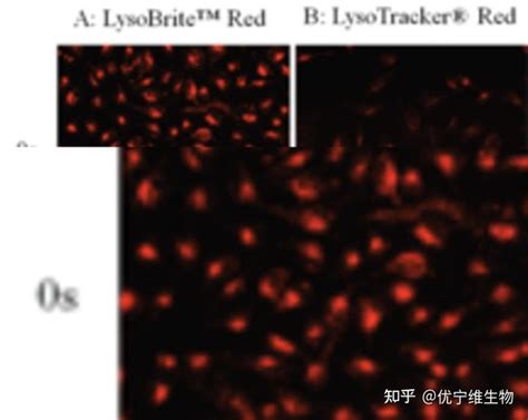7大亚细胞结构染料怎么选？一文教会你 知乎