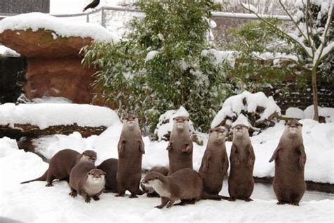 25 Perfectly Captured Photos Of Animals In Snow Snow Addiction News
