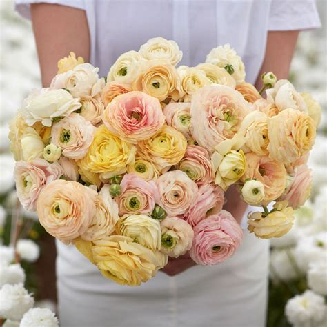 Ranunculus Bulbs Shop 51 Varieties Eden Brothers