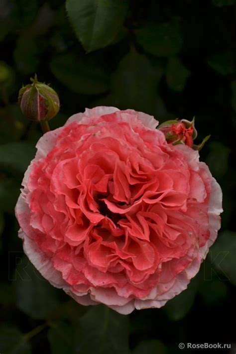 Галерея Laurent Cabrol Maslaucab Энциклопедия роз