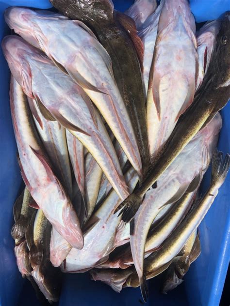 Dusky Flathead Great Lakes Fisheries