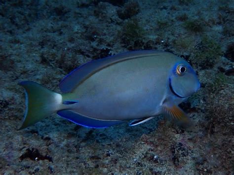 Acanthurus Tractus Facts Diet Habitat And Pictures On Animaliabio