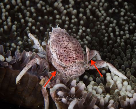 Porcelain Crabs And Carcinization Flow Dive Center
