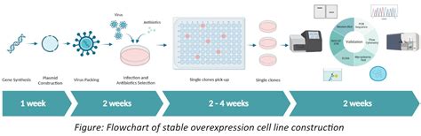 Customized Cell Line Construction Kyinno Bio