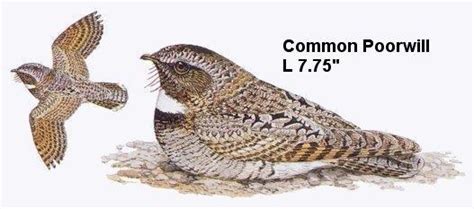 Oregon Birds Common Poorwill