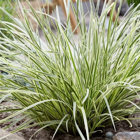 Lomandra Lonolia White Sands 3l Cowells Garden Centre Woolsington