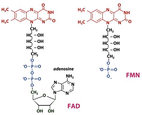 Fadh2 Structure