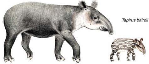 Baird Tapir Bairds Tapir Facts Diet Habitat And Pictures On