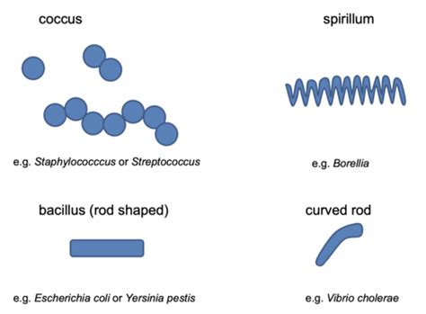 Bacterial Anatomy And Pathogenicity Flashcards Quizlet