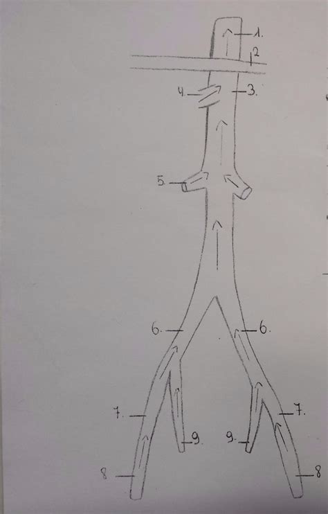 Diagram Vertakking Onderste Holle Ader Quizlet