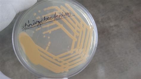 Clinical Laboratory Gallery Introduction Contents And Brief
