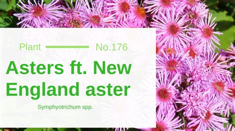 Asters Ft New England Aster Symphyotrichum Spp Edible And Medicinal