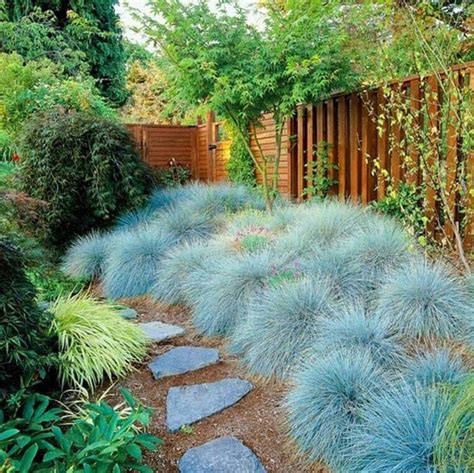 Elijah Blue Fescue Ornamental Grass Festuca Ovina Glauca Seeds Etsy