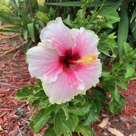 Flower Of The Day Hibiscus Clares Cosmos
