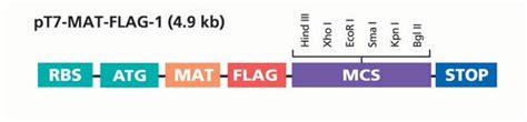 Pt7 Mat Tag® Flag® 1 Expression Vector 05 Mgml Sigma Aldrich