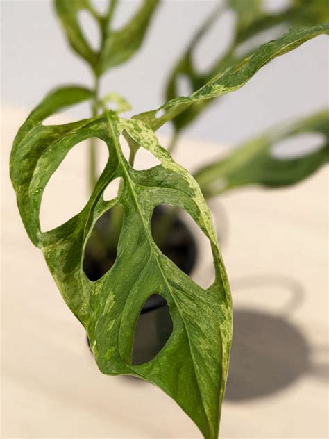 A Monstera Adansonii Mint Variegated Excellent Variegation Actual