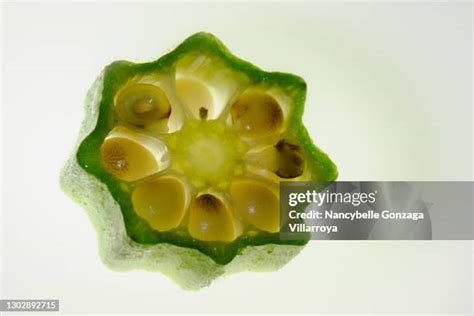Okra Growing Photos And Premium High Res Pictures Getty Images