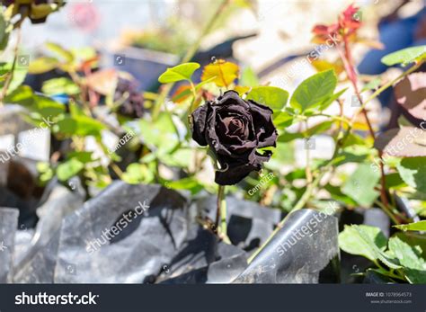 Natural Black Rose Turkey