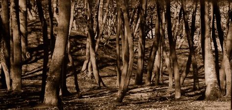 Pdlyonss Explorations Irish American Poetry Photography Worldwide