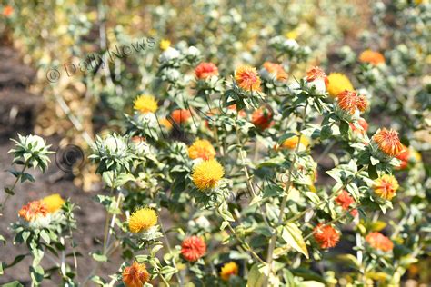 Safflower Safflower Block Small