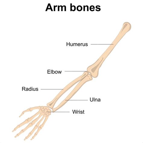 Premium Vector Arm Bone Labelled Illustration
