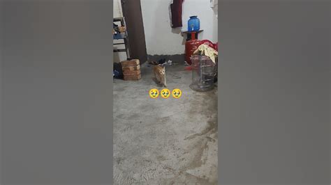 😺😺😺😺 Cat Simbathecat Catlover Simba Funny Simbatherockstar Youtube