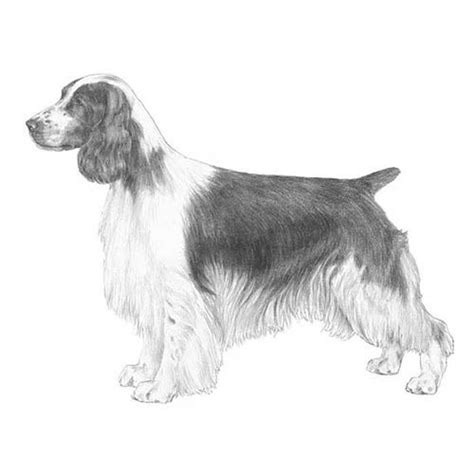 Welsh Springer Spaniel Grooming Standard The Welsh Springer Spaniel