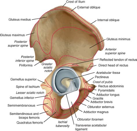 Anatomy Of Acetabulum Musculoskeletal Key