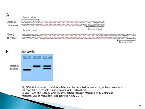 Dominant And Codominant Markers30nov Pptx