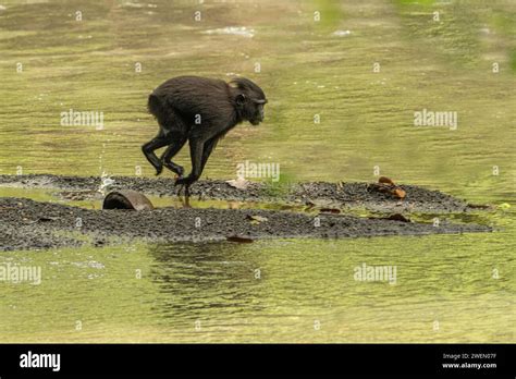 Crested Macaque Macaca Nigra This Shot Made In Tangkoko National Park