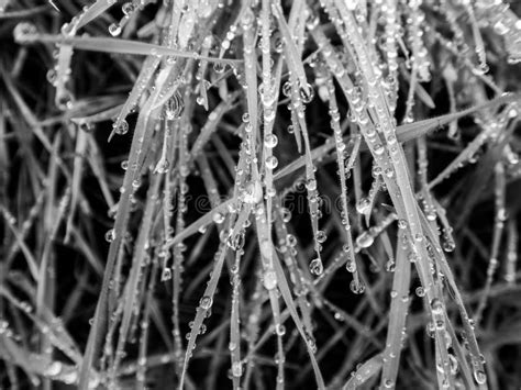 Monochrome Dew Covered Grass Close Up Stock Illustration Illustration