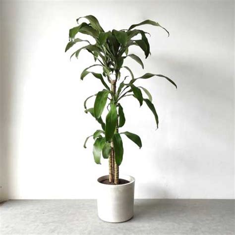 Corn Plant Dracaena Fragrans Care Guide 🌟 Healthy Houseplants