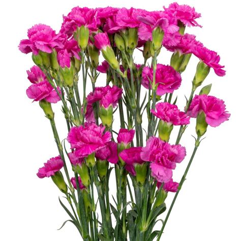 Jacaranda Riverdale Farms