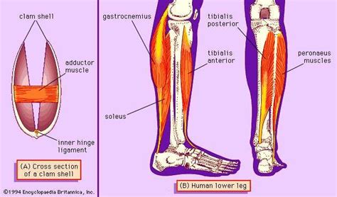Leg Anatomy Diagram Muscles Of The Leg Anatomy Lower Leg Structure