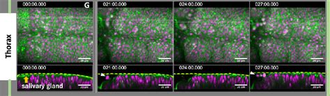 Apical Cell Extrusion At The Site Of Vitelline Membrane Detachment A