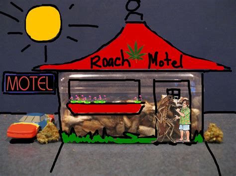 Do Roach Motels Attract Roaches At Harold Cheever Blog