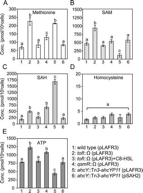 Cellular Concentrations Conc Of Activated Methyl Cycle Amc Related Download Scientific