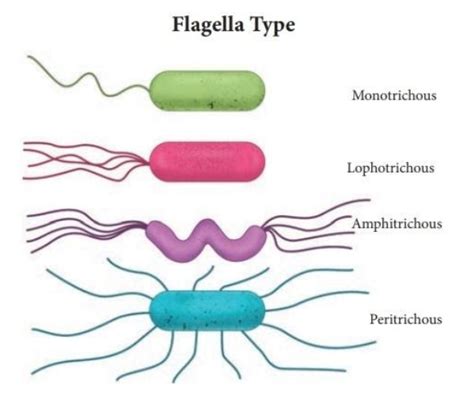 Amphitrichous Flagellation Hasa Flagella Absentb Flagella At One End