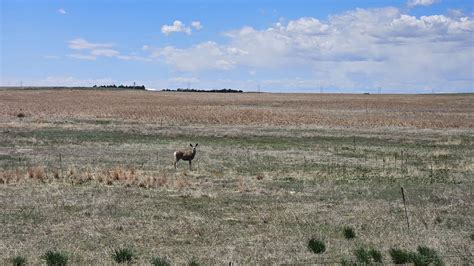 South Limon Grass Reck Agri