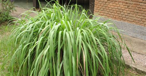 And Fatiola Paisagismo Cymbopogon Winterianus