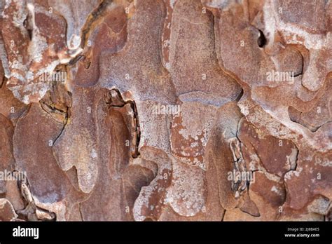 Aged Red Plated Scaly Furrowed Ridge Bark Of Pinus Ponderosa Pinaceae