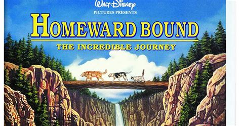A Look At Disney Remake Month Homeward Bound The Incredible Journey